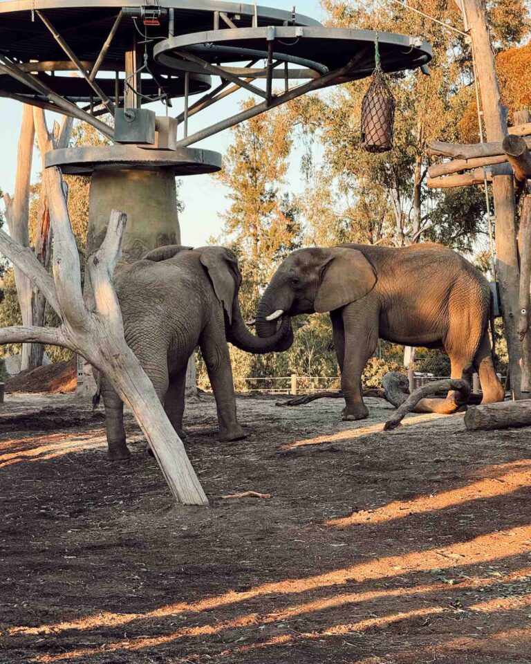 The Ethics of Taking Little Adventurers to the Zoo - The Baby Abroad