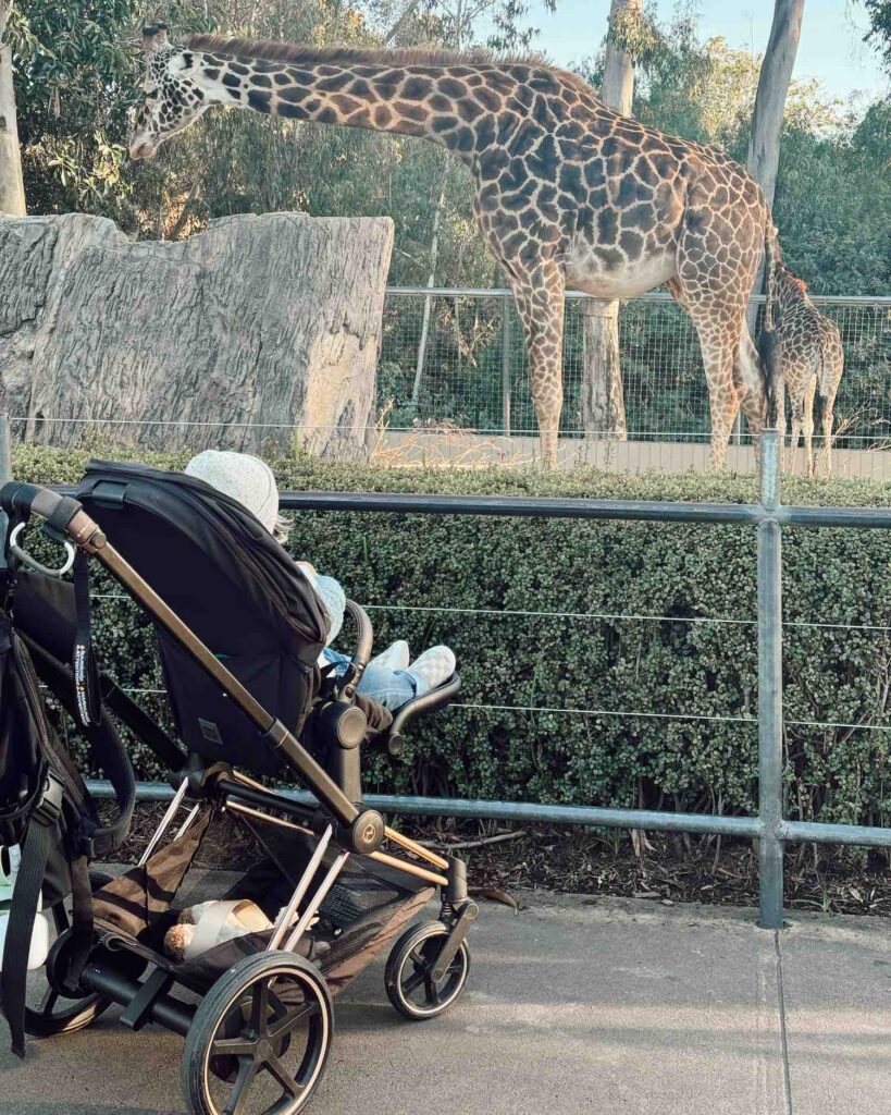 The Ethics of Taking Little Adventurers to the Zoo - The Baby Abroad