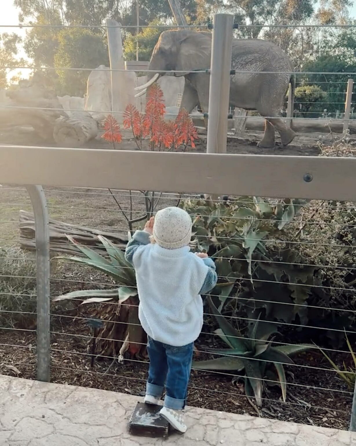 The Ethics of Taking Little Adventurers to the Zoo - The Baby Abroad